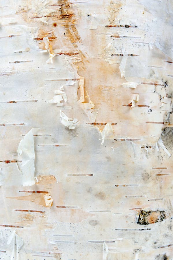White Birch Tree Bark Texture Stock Image - Image of material, backdrop ...