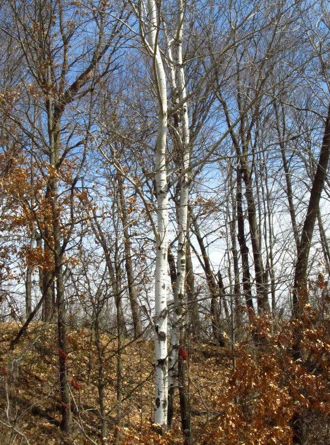 White Birch Tree Early Spring Stock Photo - Image of beautiful, plant ...