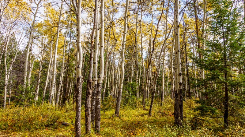 White Birch Tree Forest stock image. Image of outdoor - 61280023