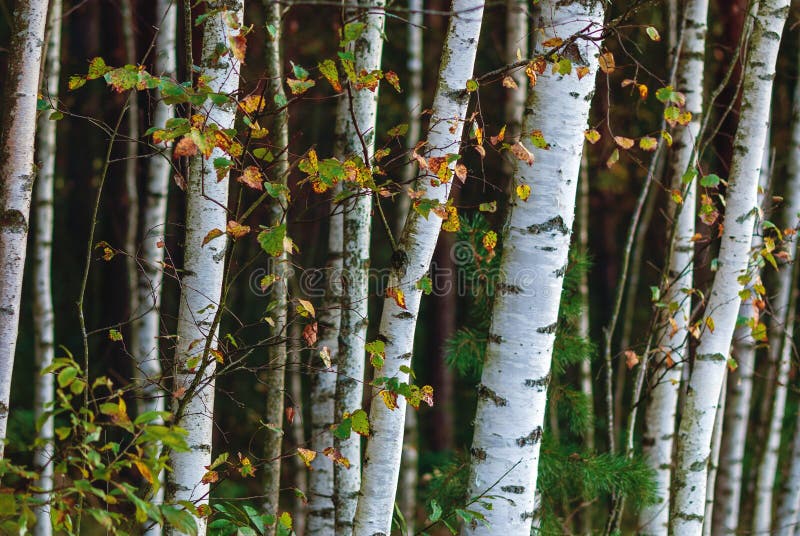 White Birch Tree Grove in Mixed Forest, Young Tree Trunks Stock Image ...
