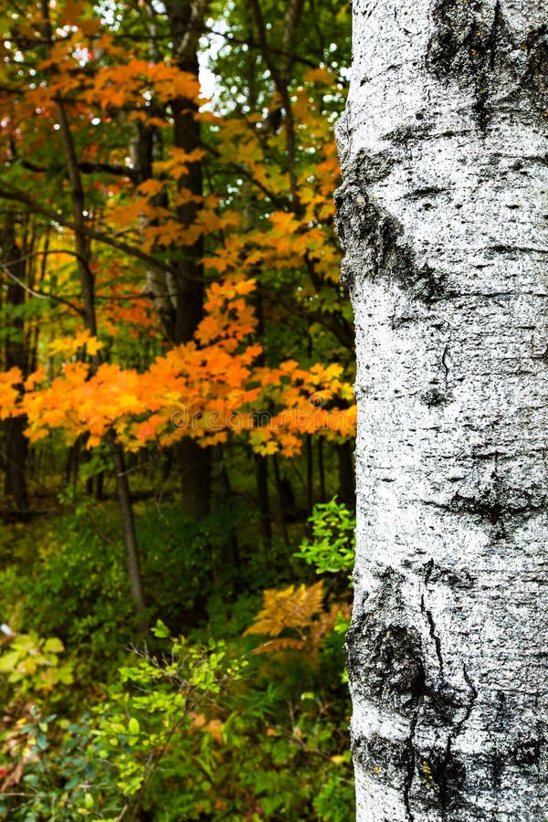 White Birch Tree with Intricate Pattern in the Midst of a Colorful ...