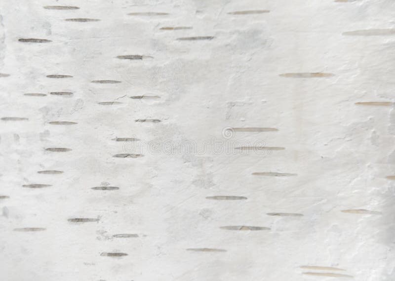 270+ Birch tree texture Free Stock Photos - StockFreeImages