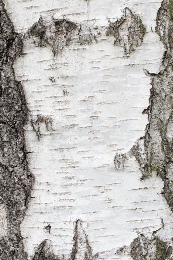 White Birch Tree Texture Background Stock Image - Image of frame ...