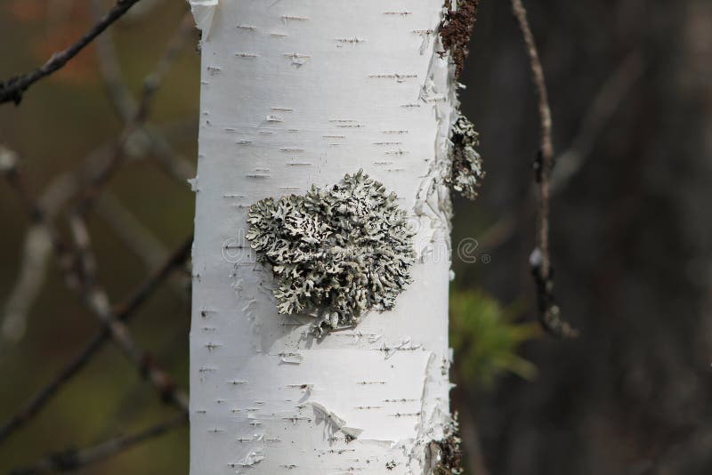 White birch. stock image. Image of trunk, bark, nature - 66411943