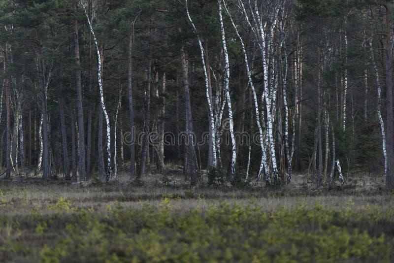 White Birch Tree Trunks Standing Out in Forest. Stock Image - Image of ...