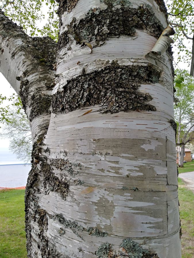 Vacation Birch Tree White Trunk North Nature Stock Photo - Image of ...