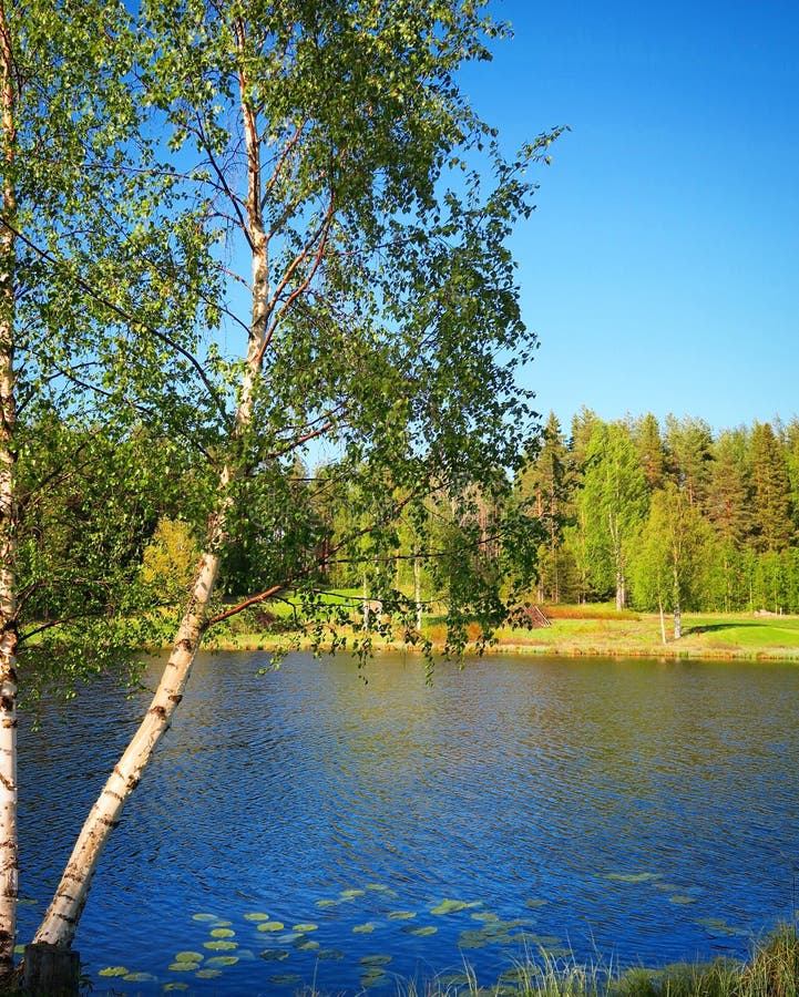 White Birch Tree by the Water Stock Image - Image of water, tree: 78027719