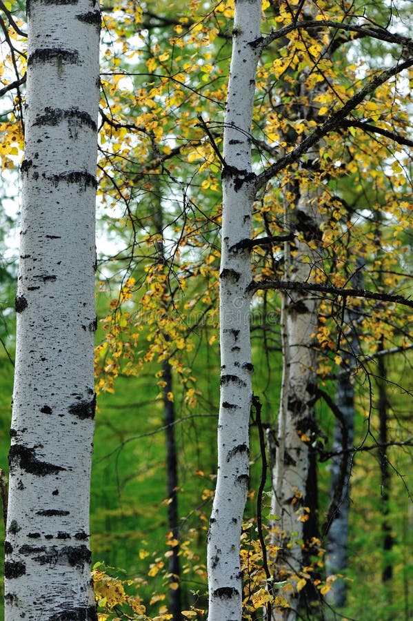 White Birch Trees in Forest Stock Image - Image of forest, yellow ...