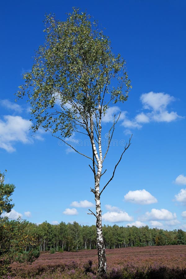 White Birch Trees on Field of Heath Stock Image - Image of field, pink ...