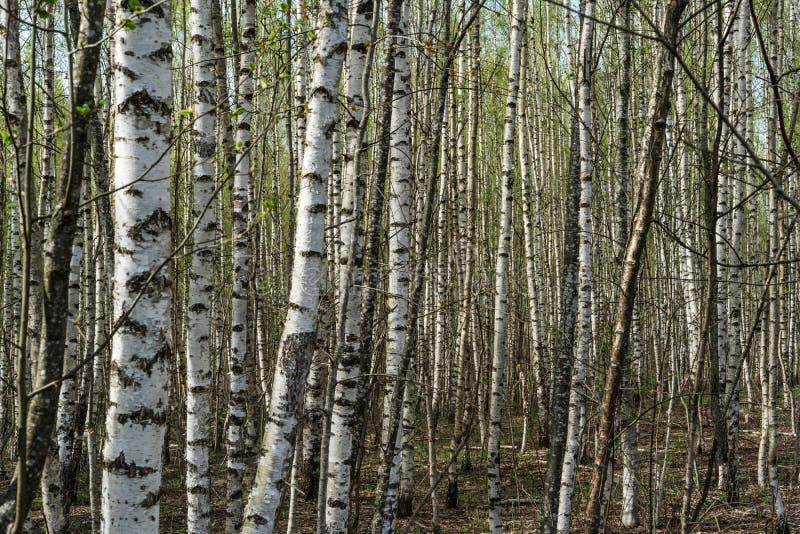 White Birch Trees in the Forest in Spring. Stock Photo - Image of ...