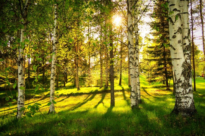 White Birch Trees in Forest with Sun Stock Photo - Image of forest ...