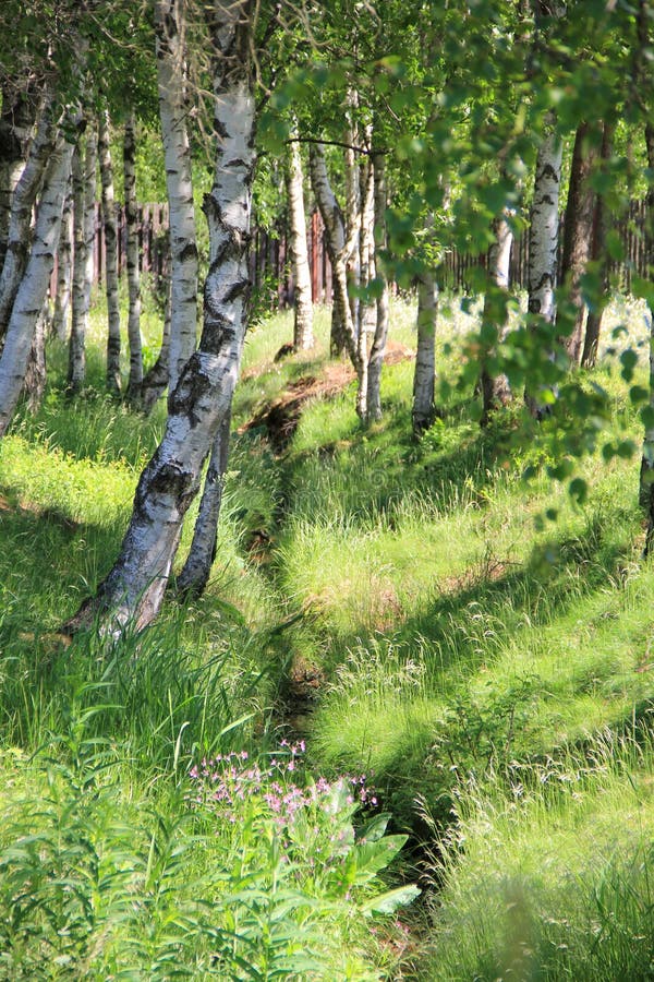 Birch trees one stock photo. Image of scene, spring - 150495148