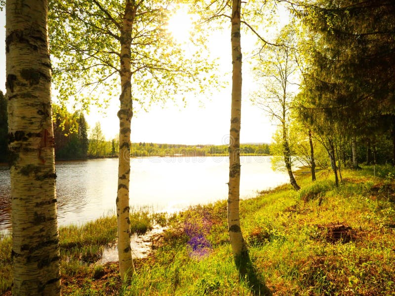 White Birch Trees by River with Sun Shining Stock Image - Image of ...
