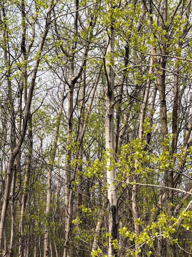 White Birch Trees during Spring in Forest Stock Image - Image of white ...