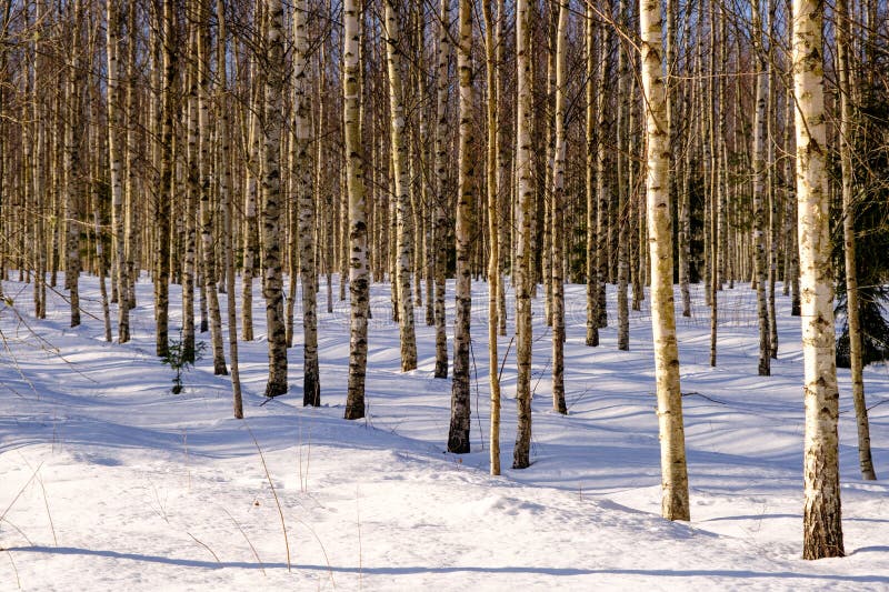 White Birch Trees in Winter Forest, Texture Background Birch. Landscape ...