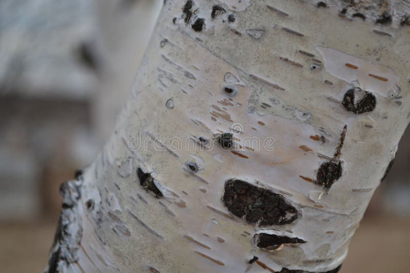 White Birch Trunk Close-up, White Birch Bark Close-up, Tree Trunk in ...