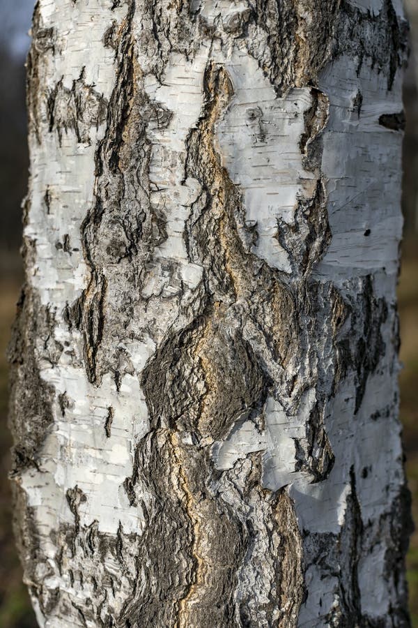 White birch trunk texture stock photo. Image of black - 168592796