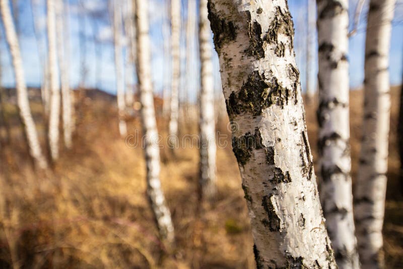 White Birch Trunk with Birch Trees in the Background. Stock Image - Image of forest, background ...