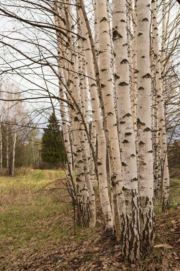 White Birches in the Park in Early Spring Stock Image - Image of botany ...
