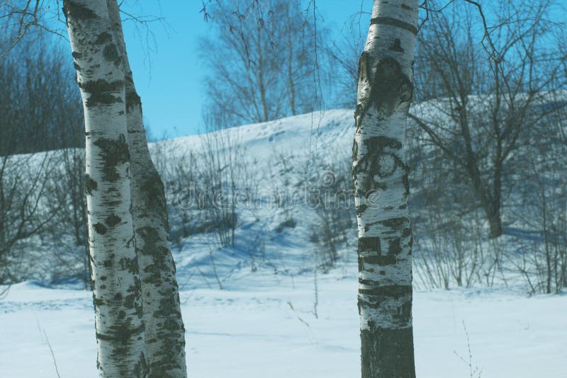 White Birches in the Spring Forest Stock Image - Image of snow, birch ...