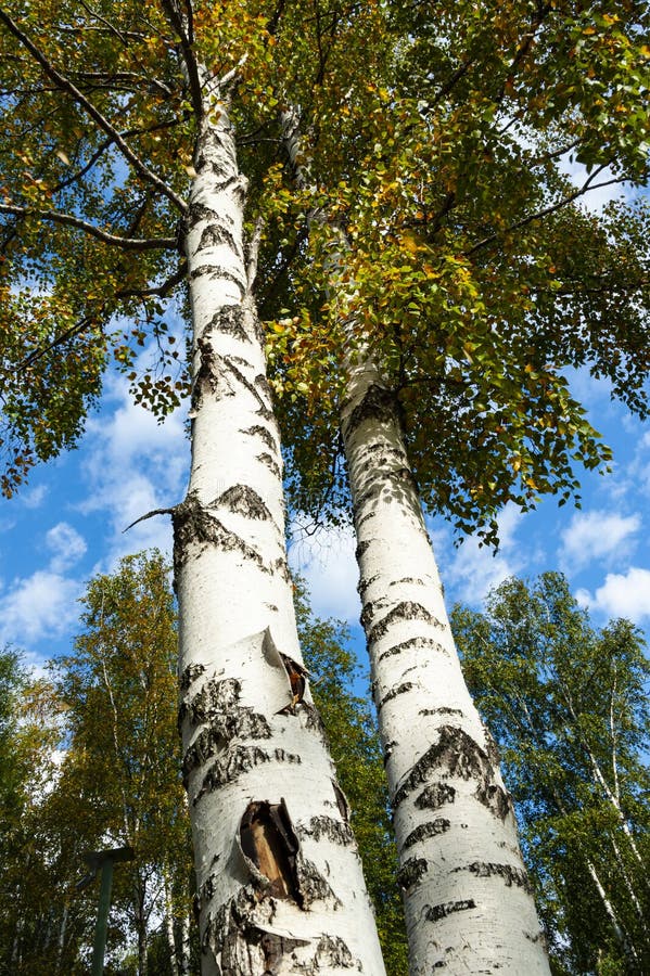 White birches stock photo. Image of birch, nature, birches - 193639610