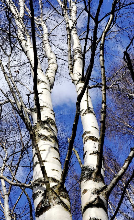 White birchs and blue sky stock image. Image of park - 30440691