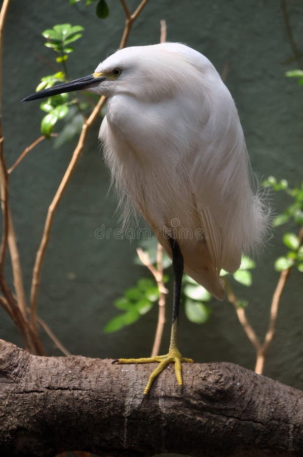 White bird stock image. Image of biology, life, education - 15493015
