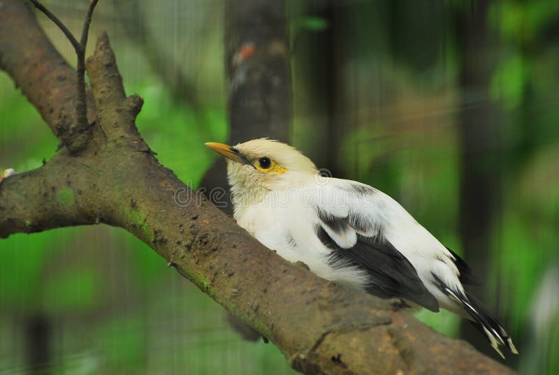 White Bird stock photo. Image of environment, little - 23147918