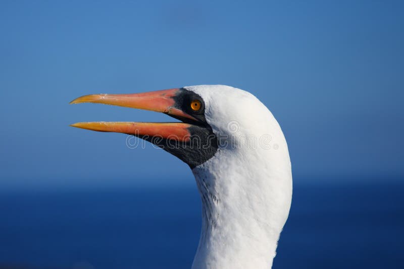 White bird stock image. Image of white, male, masked, closeup - 7098109