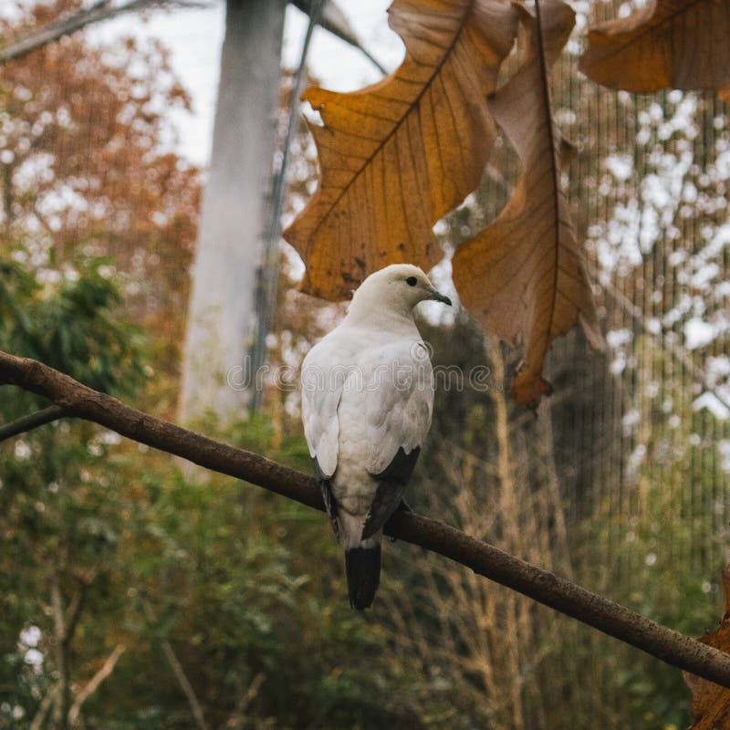 White Bird Alone on a Tree in a Animal Park Stock Photo - Image of ...