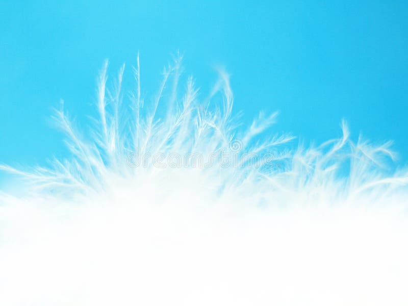 White Bird Down Picture. Image: 5095801