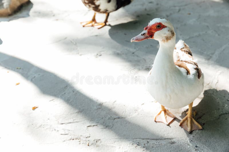 White Bird Duck with Red Beak in the Park Stock Photo - Image of spring ...