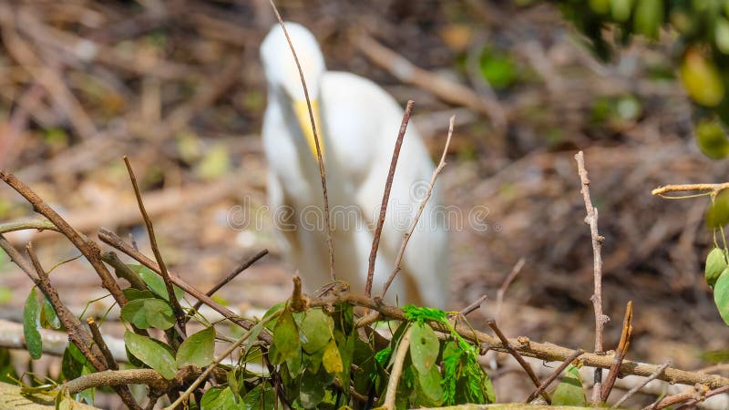 White Bird Face Side View with Blur Background. Stock Image - Image of ...