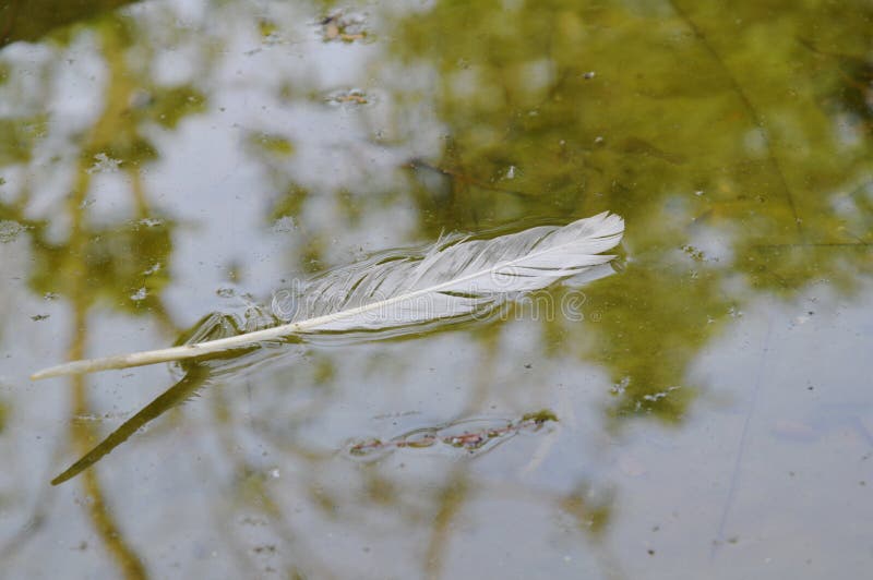 White Bird Feather Fall and Floating on Water Surface in Lake Stock ...