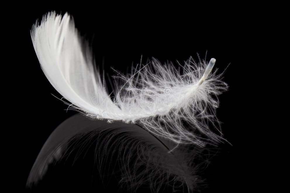 White Bird Feather with Reflection on Black Background. Fluffy Downy ...