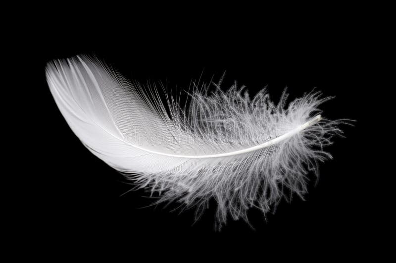 White Bird Feathers Isolated on Black Background. Fluffy Downy Stock ...