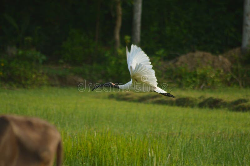 White bird on flight stock photo. Image of wildlife - 185839916