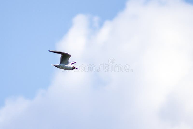 White bird fly on blue sky stock image. Image of flight - 96407257