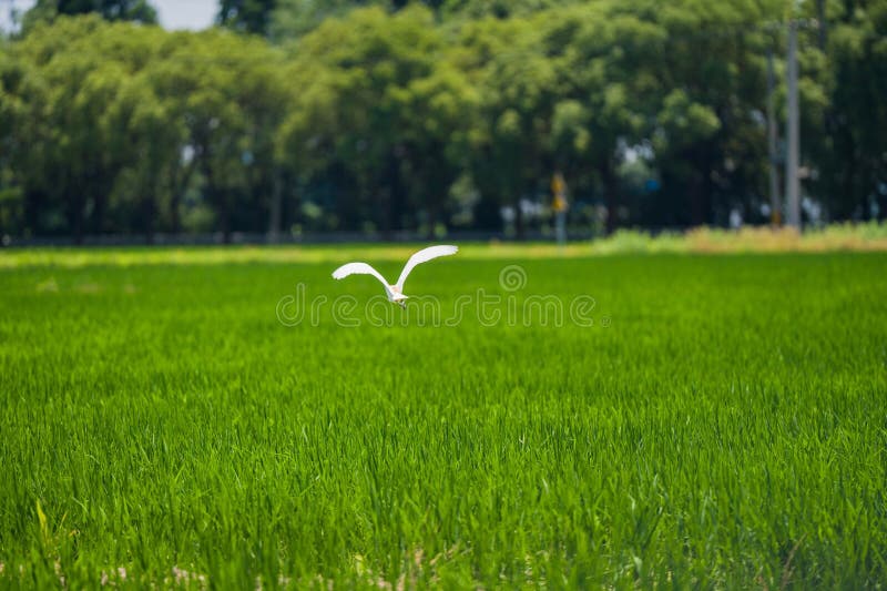 White Bird Flying Over a Lush Green Rice Field Stock Image - Image of ...