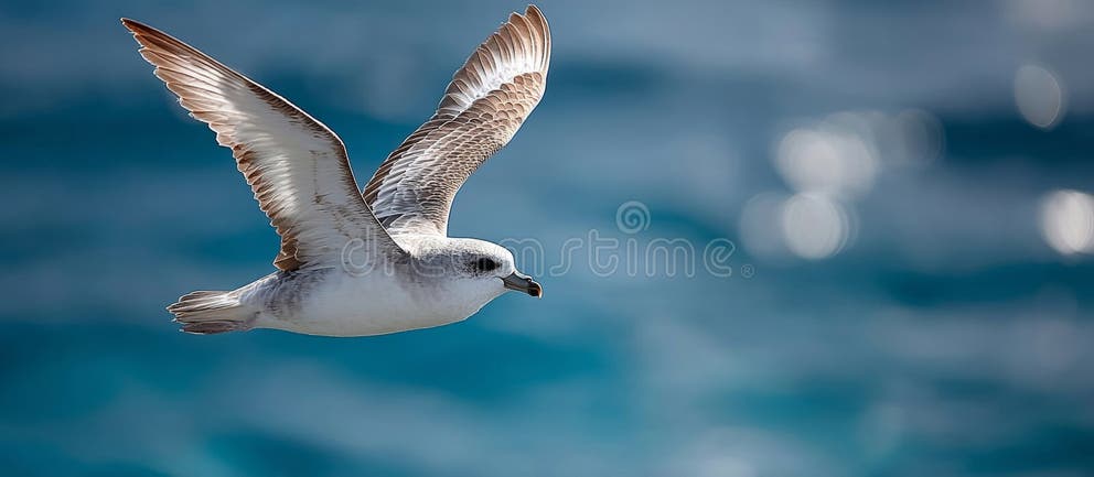 A White Bird Flying Over the Ocean with Its Wings Spread Stock Photo ...