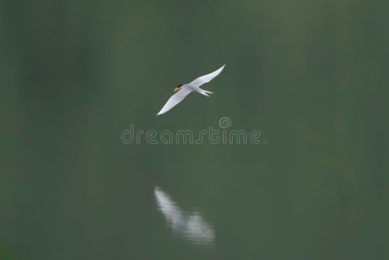 White Bird Flying Over the River Stock Photo - Image of nature, wild ...