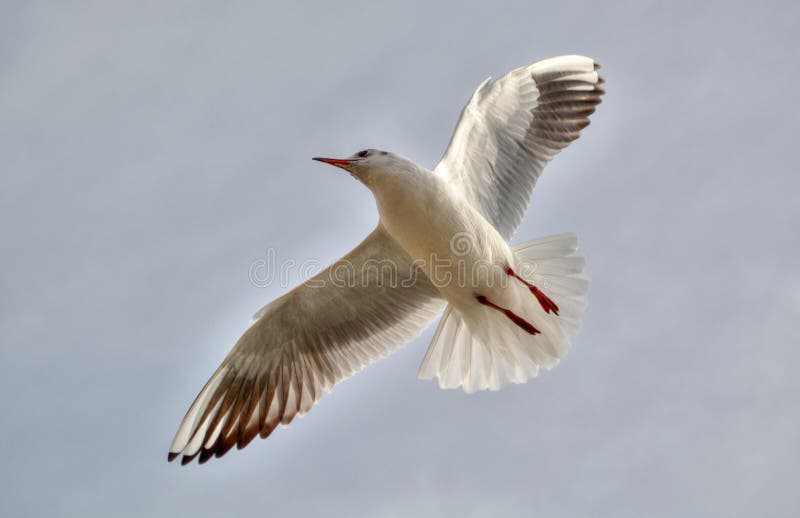 White Bird Flying in the Sky Stock Image - Image of blue, clouds: 48473405