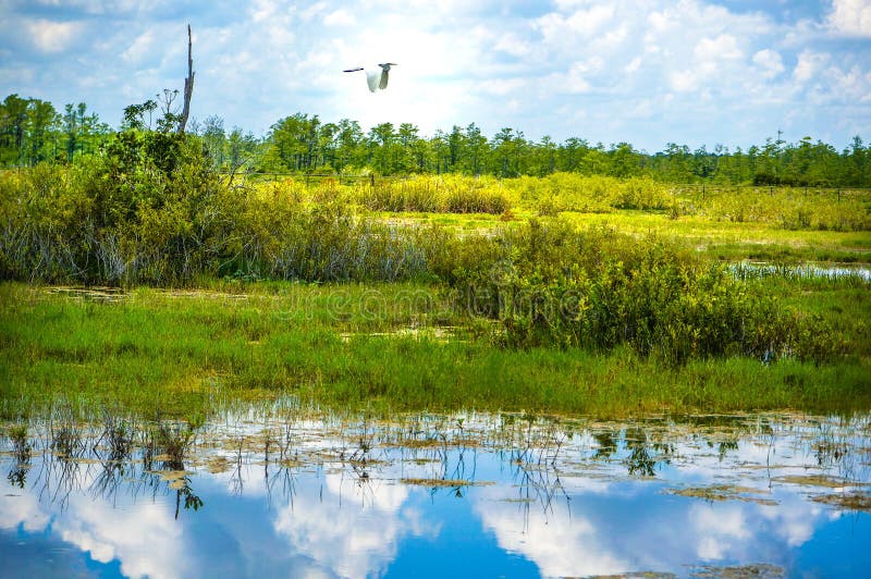 White bird flying in swamp stock photo. Image of reeds - 107919082