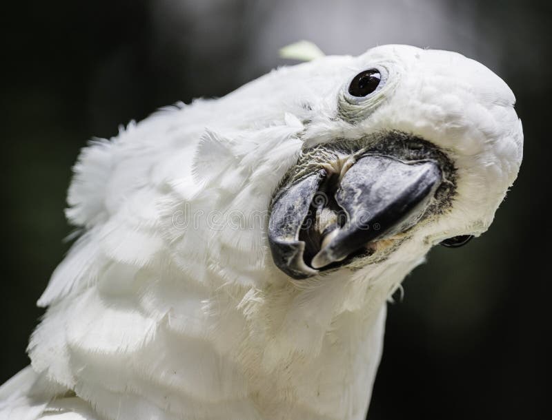 White Bird Parrot Cockatoo Head Stock Image - Image of cute, exoticism ...