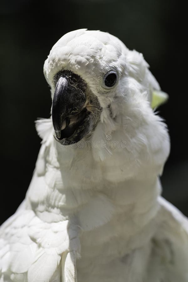 White Bird Parrot Cockatoo Head Stock Photo - Image of animal, maccaw ...