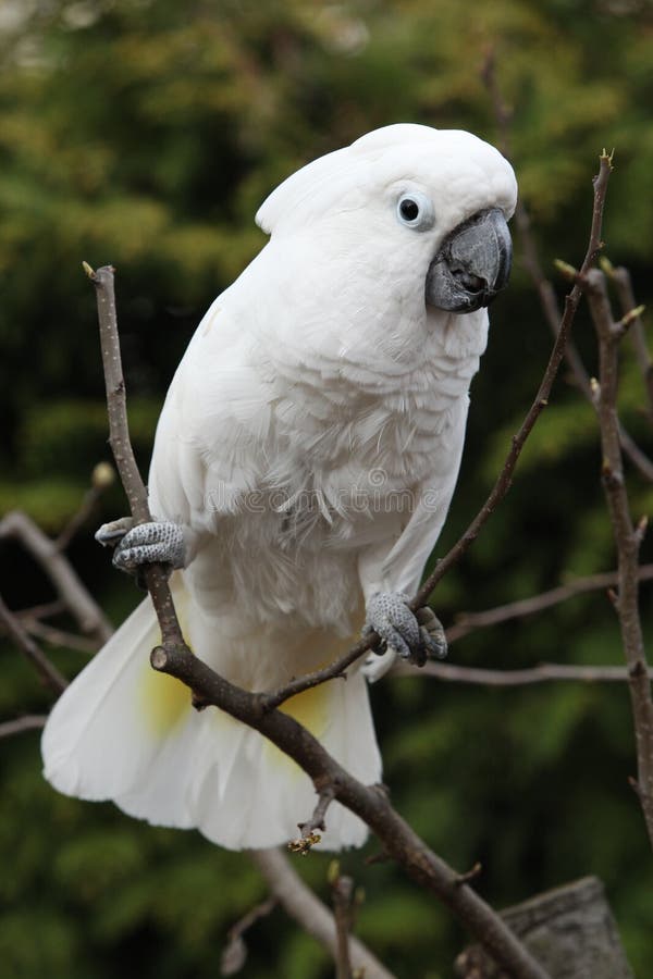 White Bird Parrot Cockatoo on Tree Stock Photo - Image of animal ...