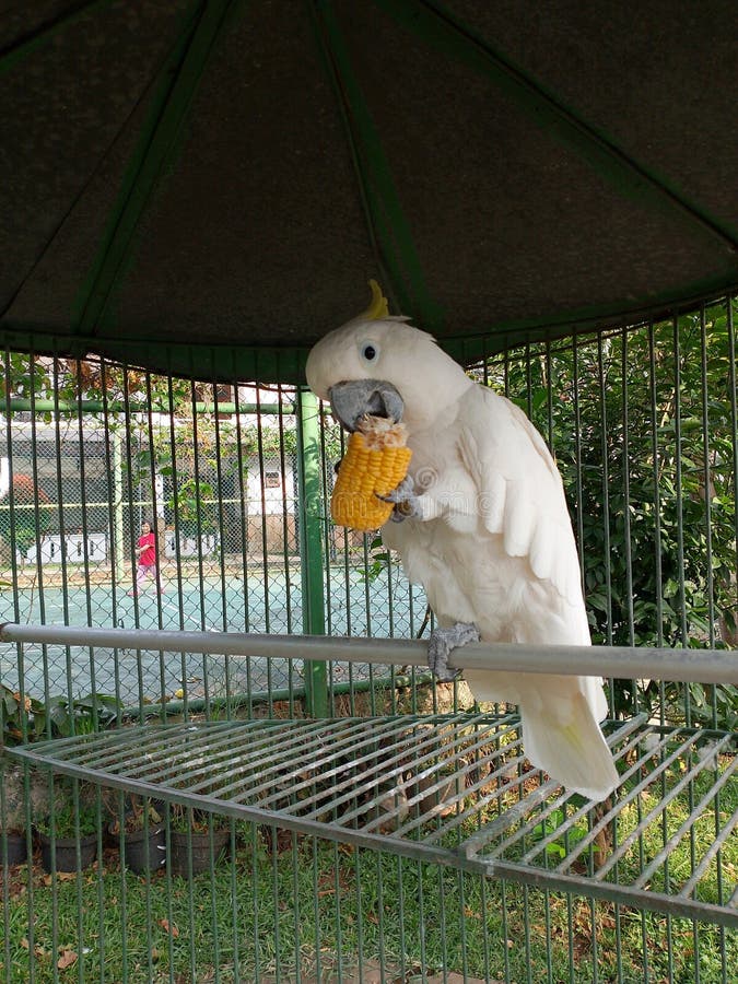 White Bird Parrot Eating Corn Stock Photo - Image of corn, eating ...