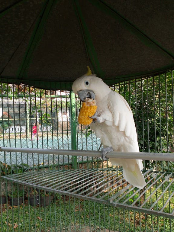 White Bird Parrot Eating Corn Stock Photo - Image of corn, eating ...