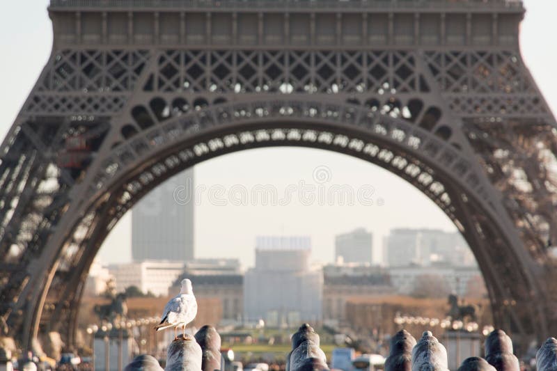White Bird Perched in Front of the Iconic Eiffel Tower in Paris, France ...