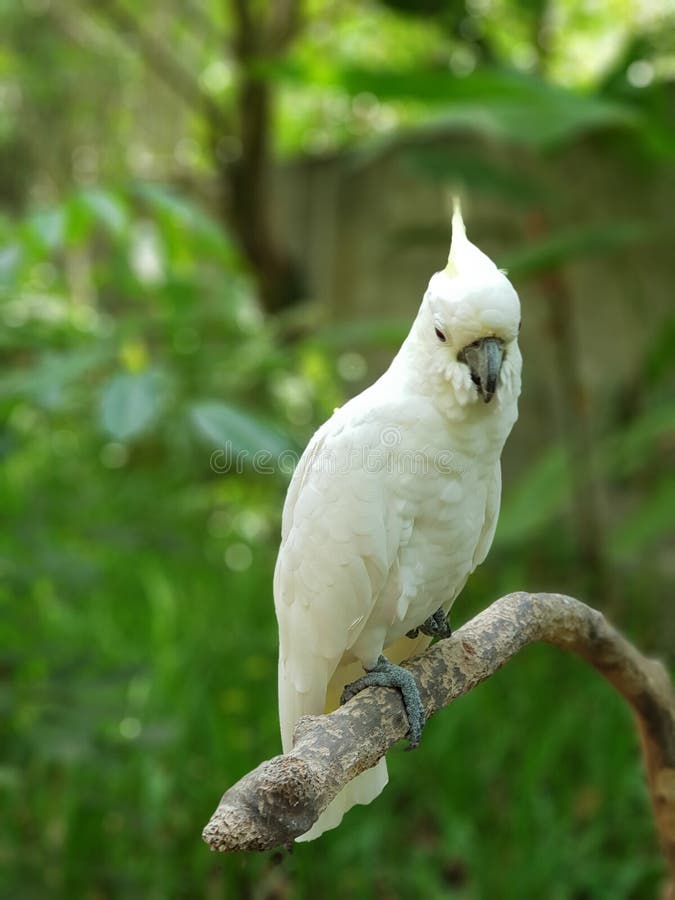 A White Bird Perched on a Tree Trunk with Motion Blur Stock Photo ...
